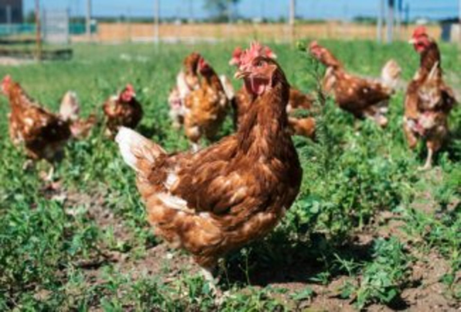 How to Compost Chicken Manure - Backyard Poultry